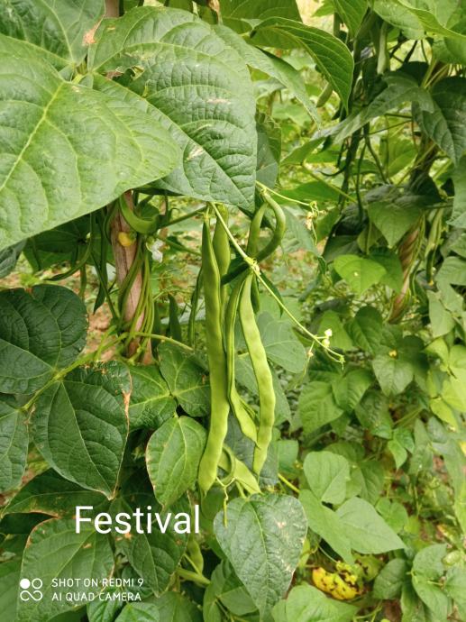 Grah mahunar Festival