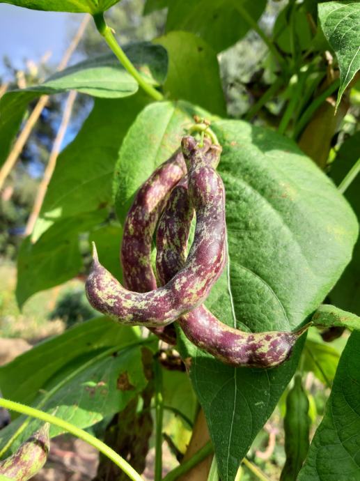 KIFLEK STARINSKI VISOKI GRAH