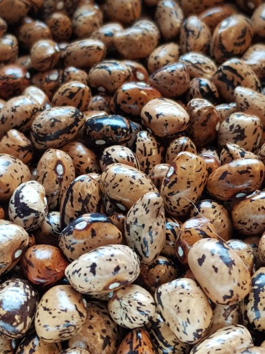 KIFLEK STARINSKI VISOKI GRAH