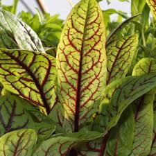 Kiselica / Rumex red / Ljekovito / SADNICE