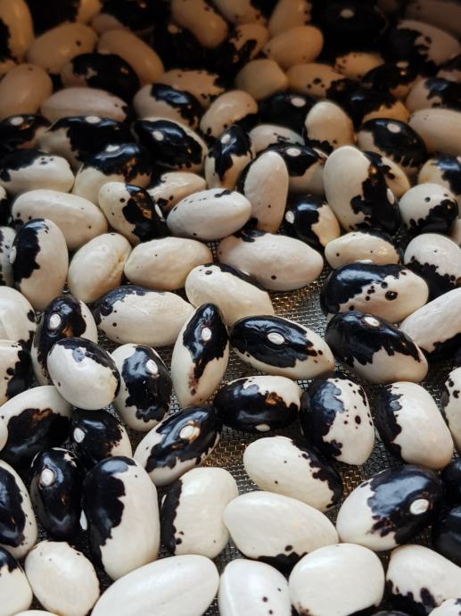 KOLENEC - STARINSKI VISOKI GRAH PROŠARANI - ŽUTE MAHUNE