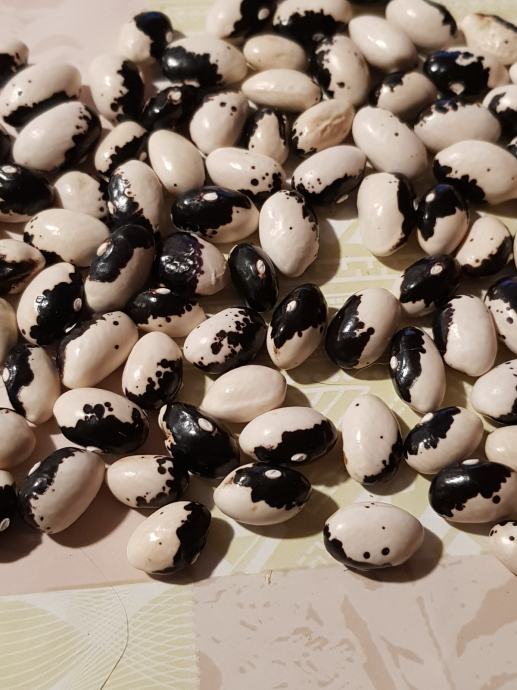 KOLENEC - STARINSKI VISOKI GRAH PROŠARANI - ŽUTE MAHUNE