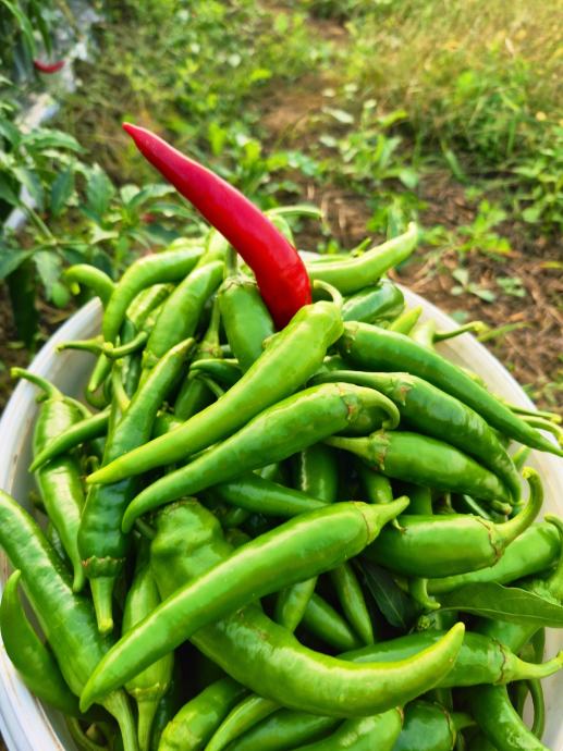 Papričica-feferon,LJUTE,zelene,mix