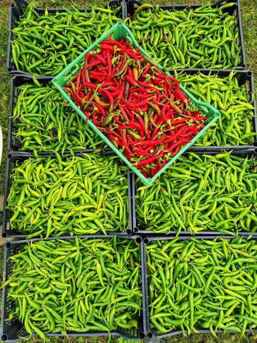 Papričica-feferon,LJUTE,zelene,mix