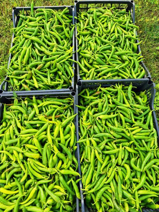 Papričica-feferon,LJUTE,zelene,mix