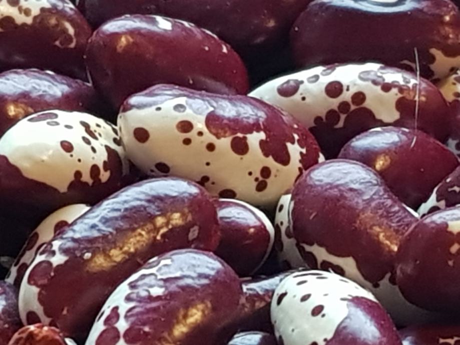 PROŠARANI GRAH, VRLO STARA SORTA