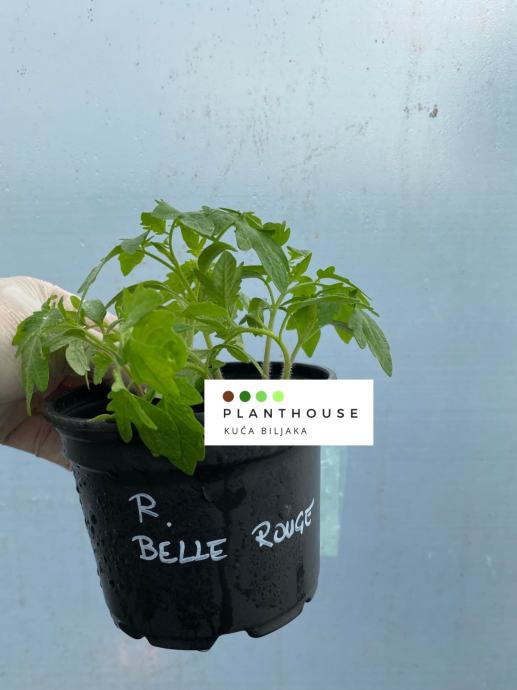 Rajčica / Belle Rouge / Sjeme