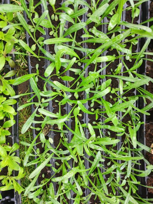 rasad povrća i cvijeća