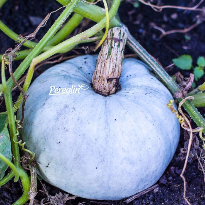 Sjeme bijela tikva / bundeva / buća starinsko organsko (sjemenke)