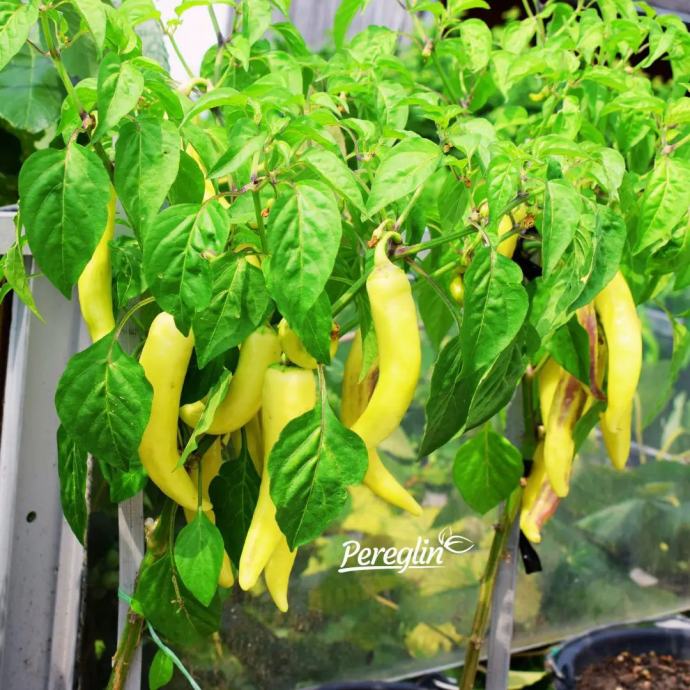 Sjeme feferon ljuti žuti starinsko organsko (sjemenke)