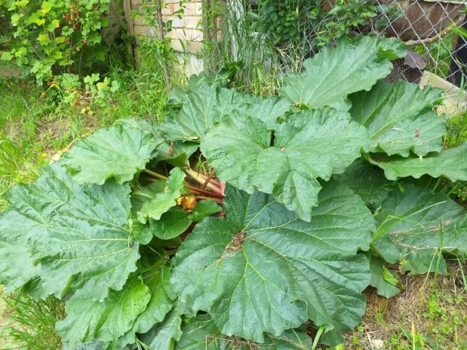 Sjeme rabarbara / rebarbara starinsko organsko (sjemenke)