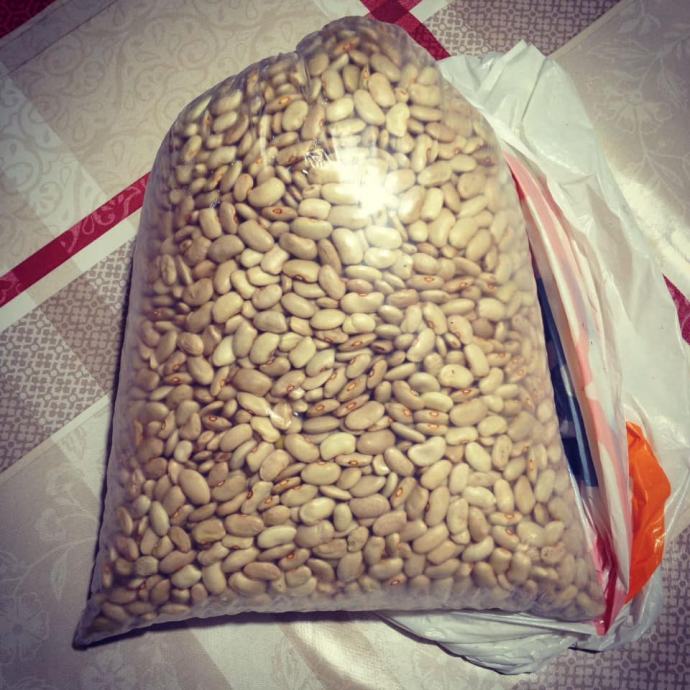 VISOKI ZELENČEK GRAH - KUKURUZAR