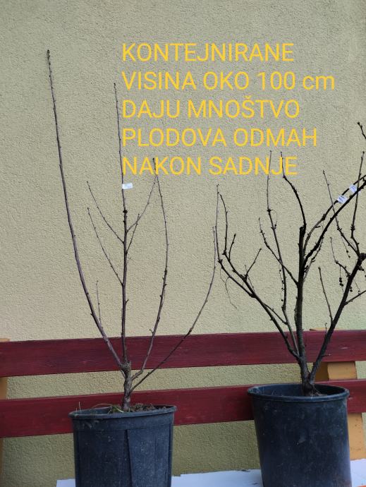 BIJELI RIBIZL Sadnice