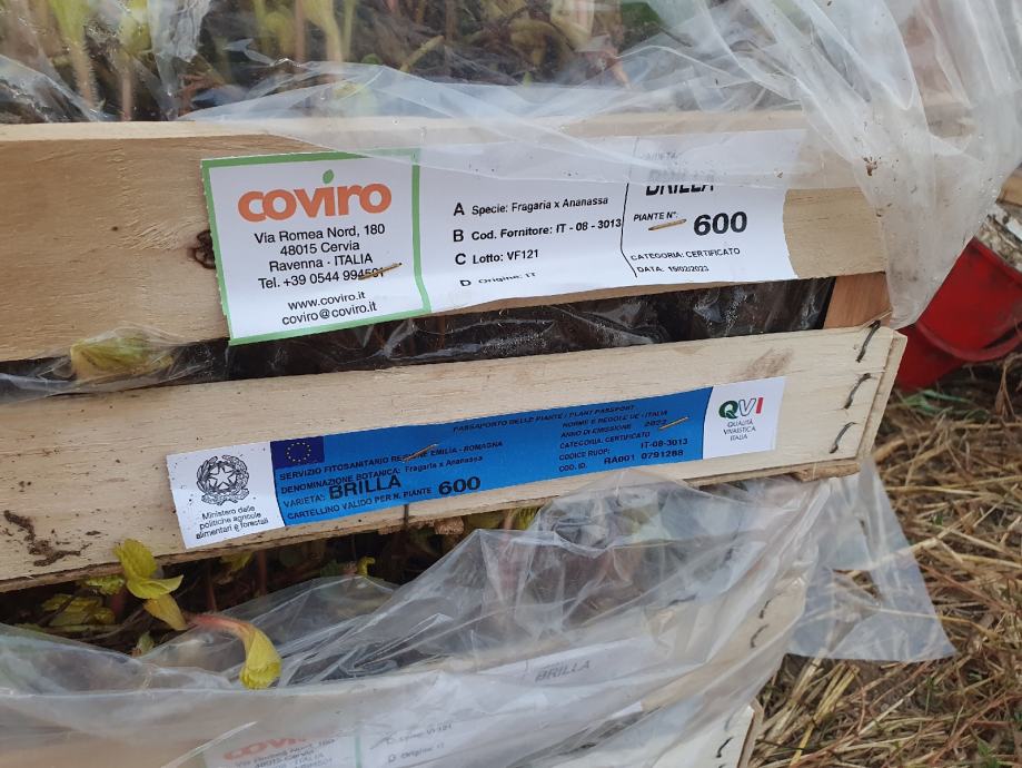 frigo sadnice jagoda