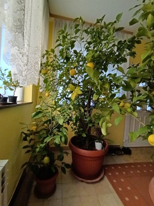 Limun, 2 stabla