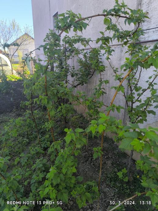 Maline sadnice vece i manje.Mjesecarke.