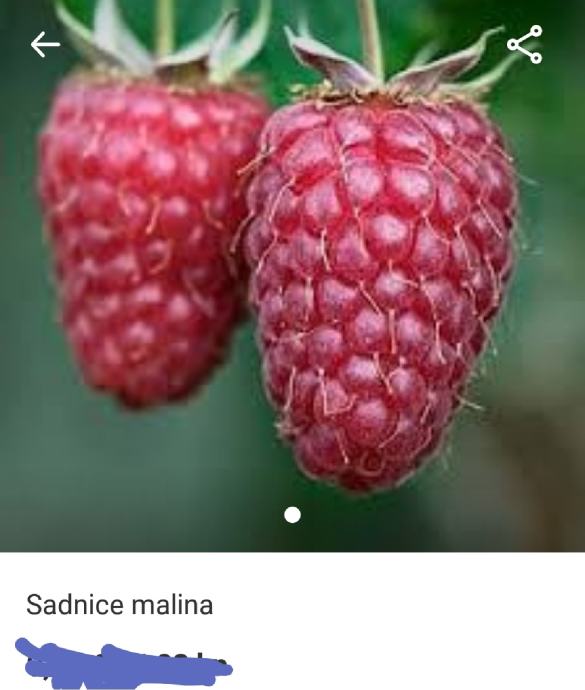 Maline sadnice