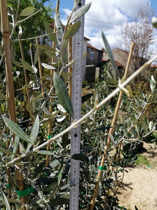 masline sorte picual