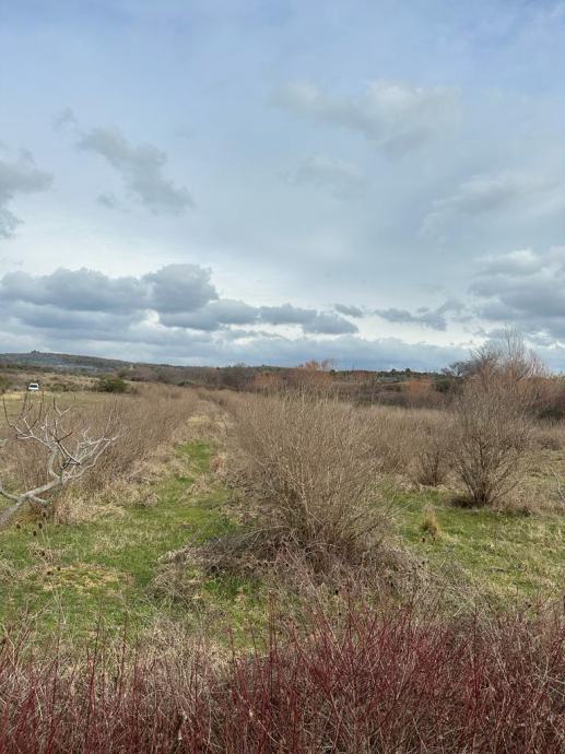 Prodajem 10 godišnje sadnice nara - šipka