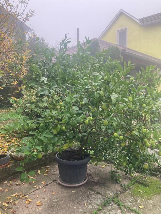 Prodajem stablo limuna