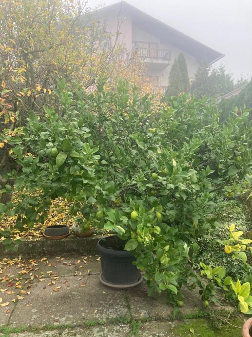 Prodajem stablo limuna