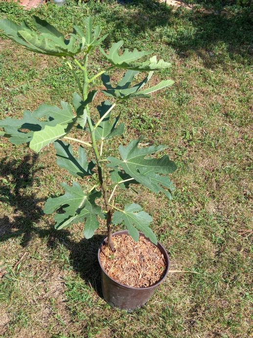 Sadnice smokve, petrovača bijela, dvorotkinja