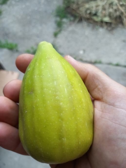 Sadnice smokve, petrovača bijela, dvorotkinja