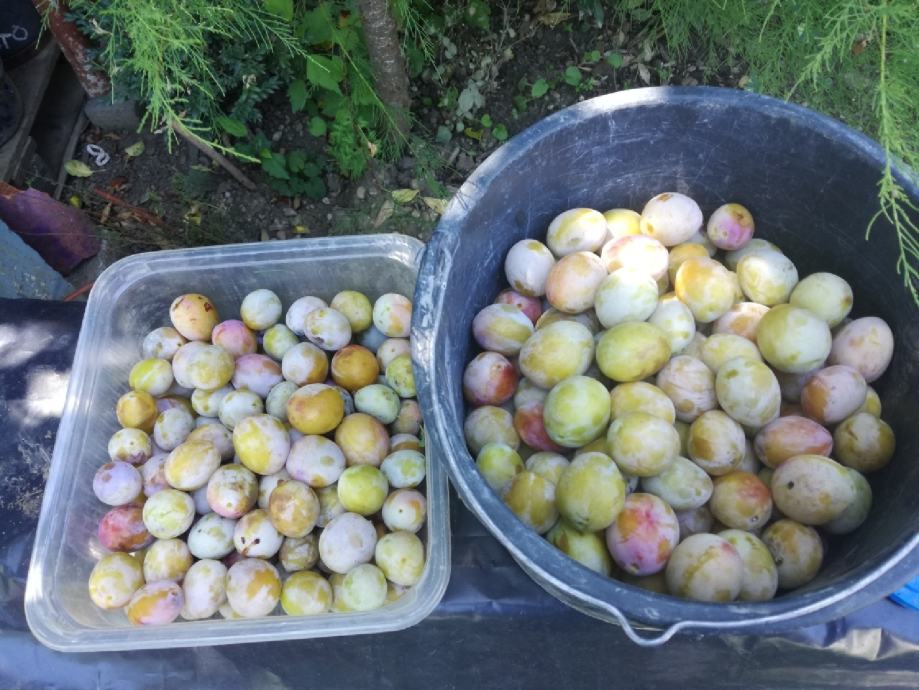 Sadnice bijele šljive