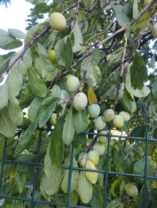 Sadnice bijele šljive