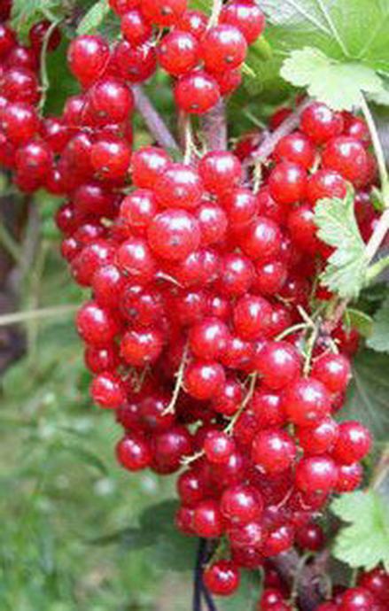 SADNICE U POSUDAMA CRNOG RIBIZLA I OSTALE