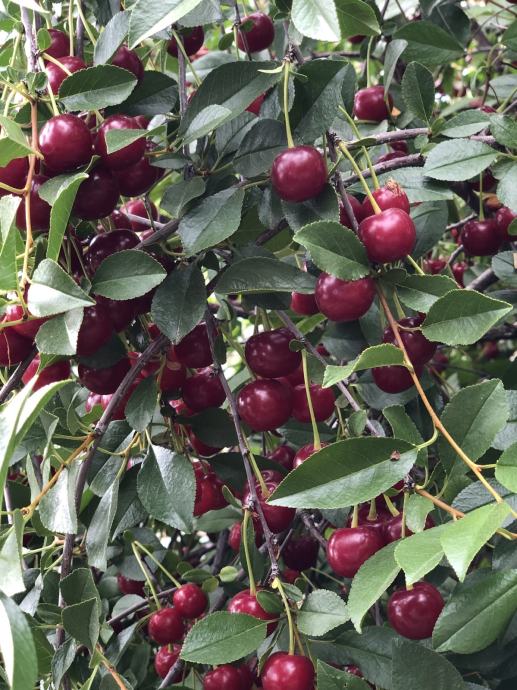 2 sadnice višnje, stara krupna sorta