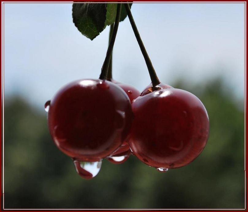 Sadnice Višnje MARASKE 10€/SADNICI