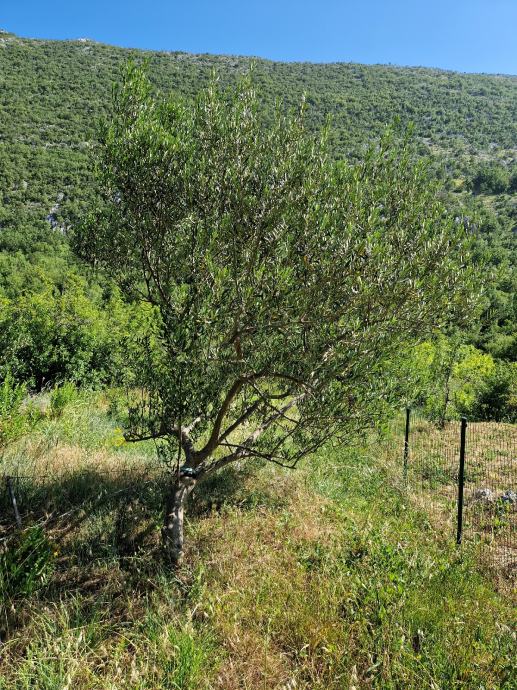 Stabla masline za prodaju