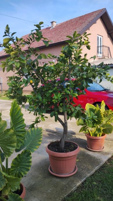 STABLO LIMUNA STARO 12 GODINA