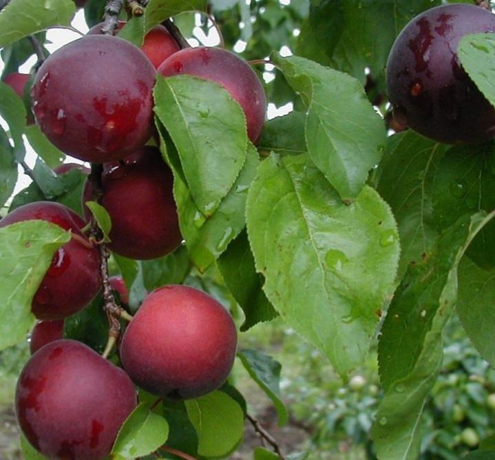 Stubaste(STUPOLIKE) jabuke-BALERINKE