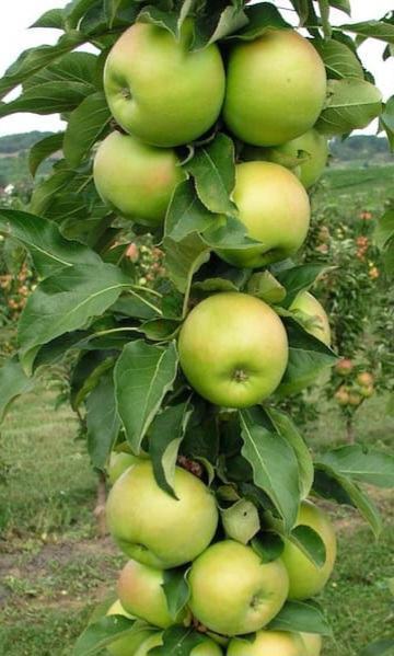 Stubaste(STUPOLIKE) jabuke-BALERINKE