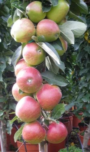 Stubaste(STUPOLIKE) jabuke-BALERINKE