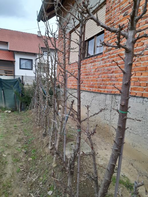 Stubaste(STUPOLIKE) jabuke-BALERINKE