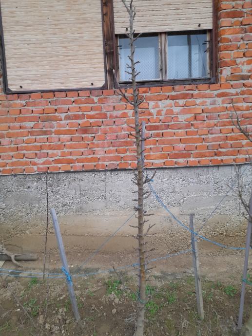 Stubaste(STUPOLIKE) jabuke-BALERINKE