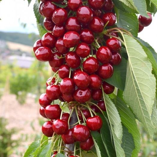 STUPOLIKE(STUPASTE VOĆKE,BALERINKE)