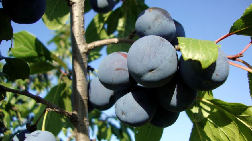 VOĆNE SADNICE ŠLJIVA, JABUKA, KRUŠKA, TREŠNJA