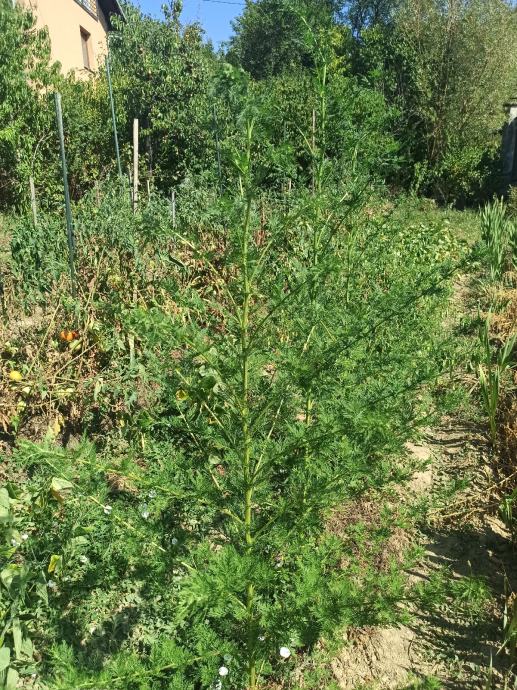 Slatki pelin (Artemisia annua) - sjeme (sjemenke)