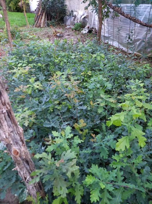 Sadnice hrasta lužnjaka (Quercus robur) veće količine, dostupno odmah
