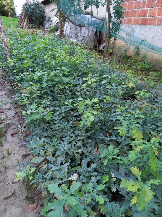 Sadnice hrasta lužnjaka (Quercus robur) veće količine, dostupno odmah