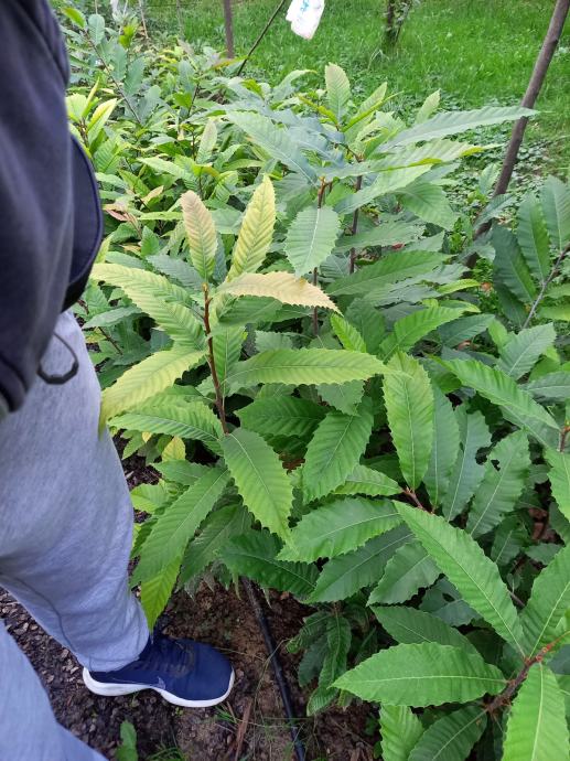 Sadnice kestena (šumski kesten, lat. Castanea sativa)