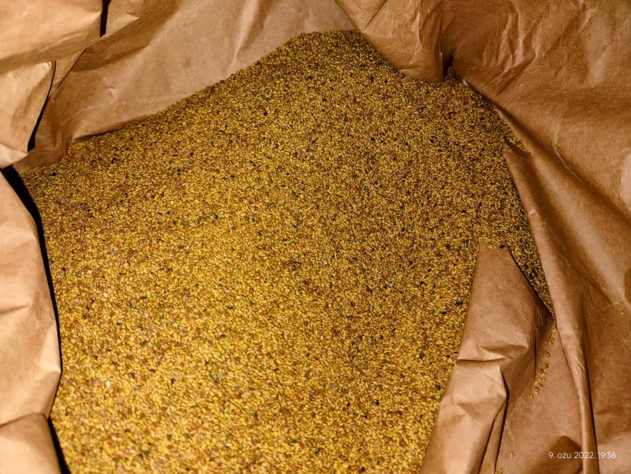 Sjeme djeteline os66