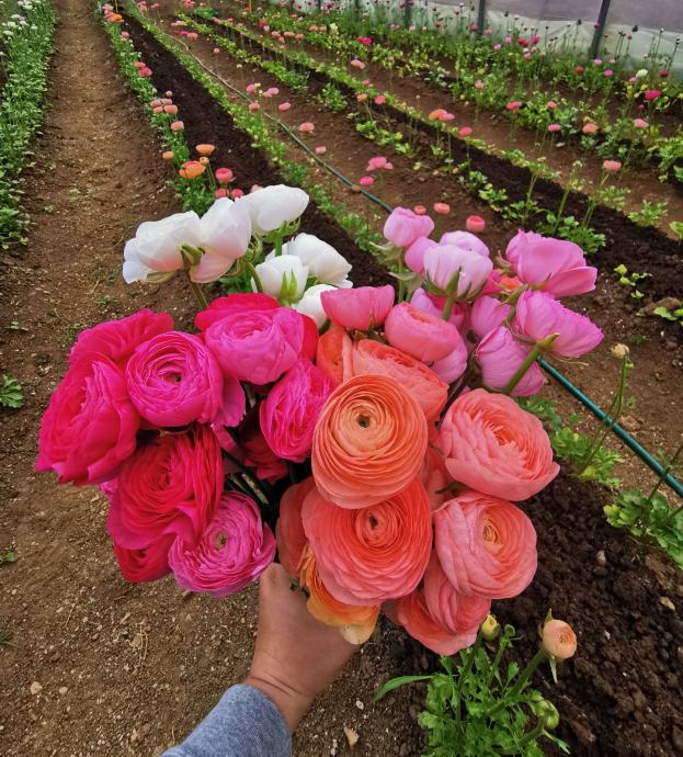 Ranunkule - rezano cvijeće