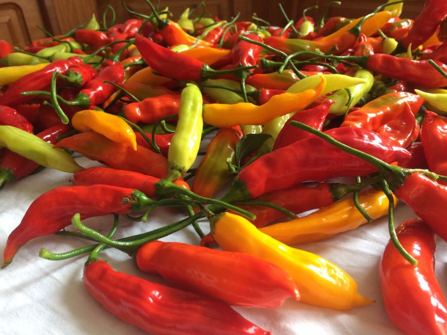 Aji angelo / aji golden