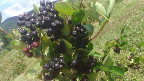 Aronija svježi plod