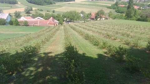 Aronija svježi plod